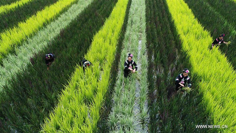 Ministry of Agriculture and Rural Affairs of the People's Republic of China