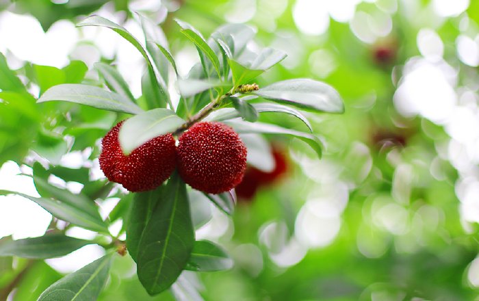 Ministry of Agriculture and Rural Affairs of the People's Republic of China